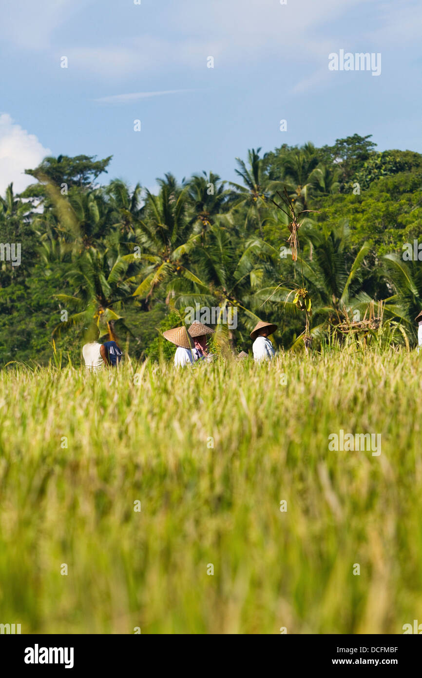 Workers In Rice Paddy Field, Ubud, Bali, Indonesia Stock Photo - Alamy