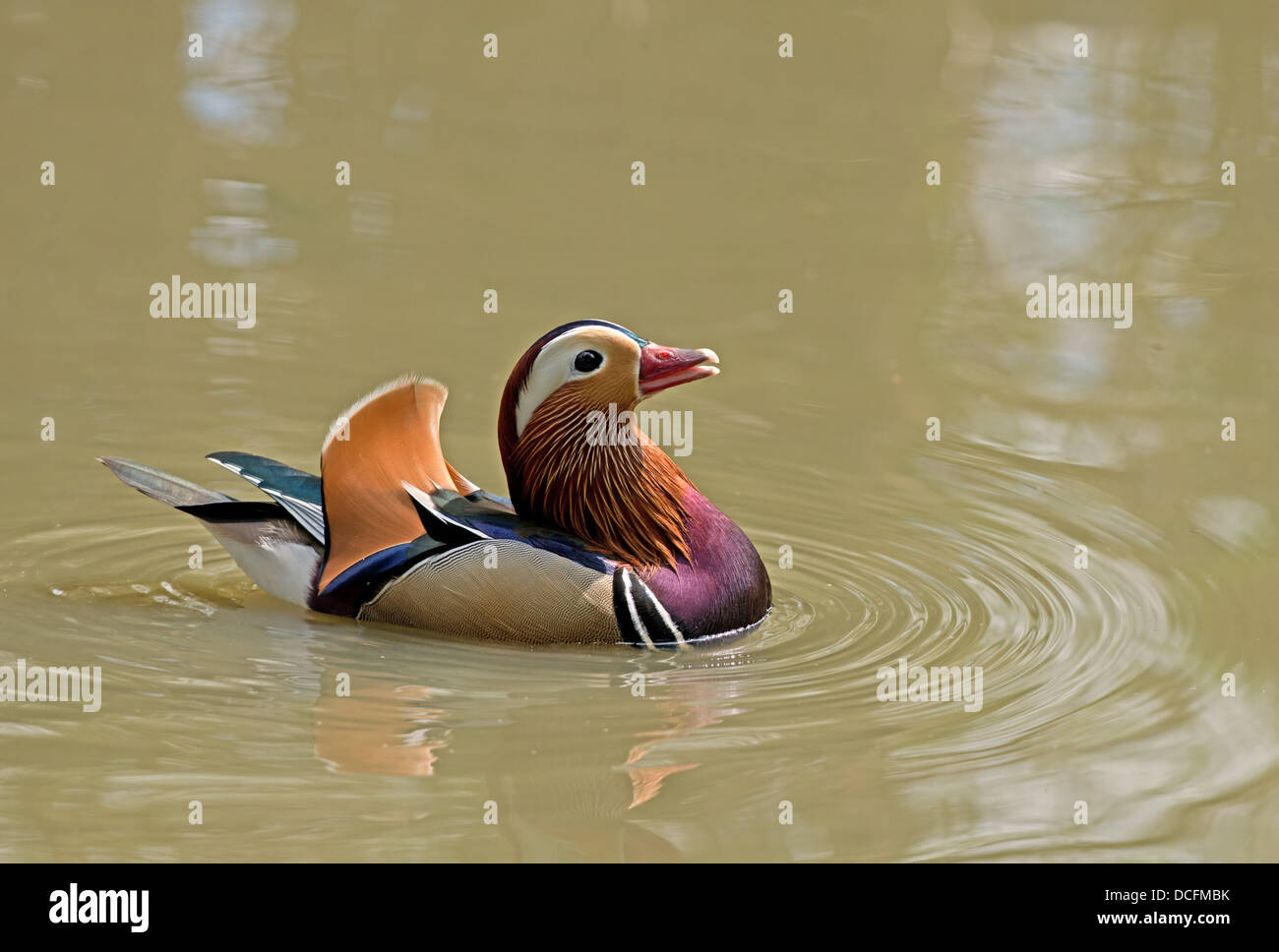 Male Mandarin Duck High Resolution Stock Photography and Images - Alamy