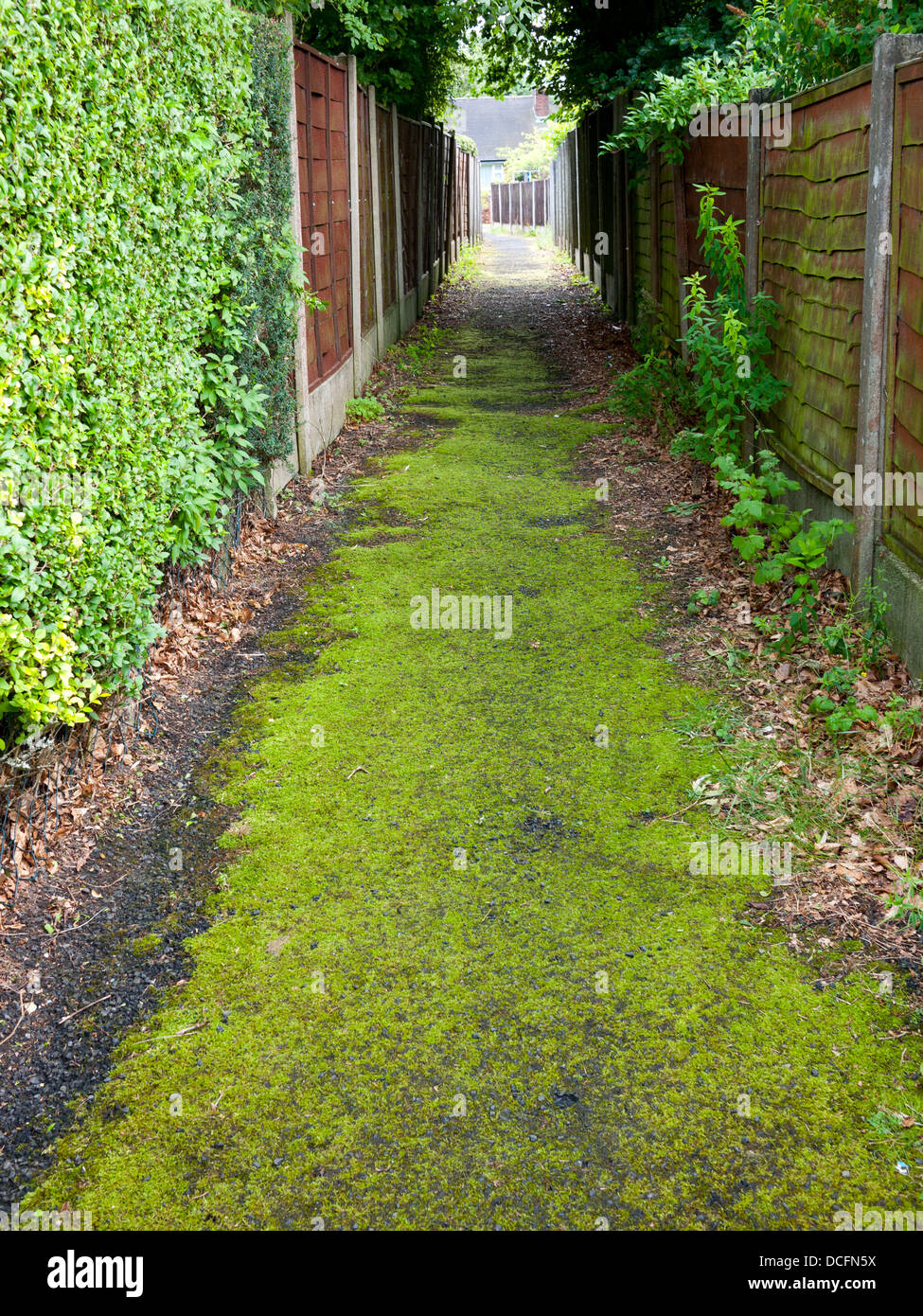 Moss covered passageway with privet hedge and fencing either side ...