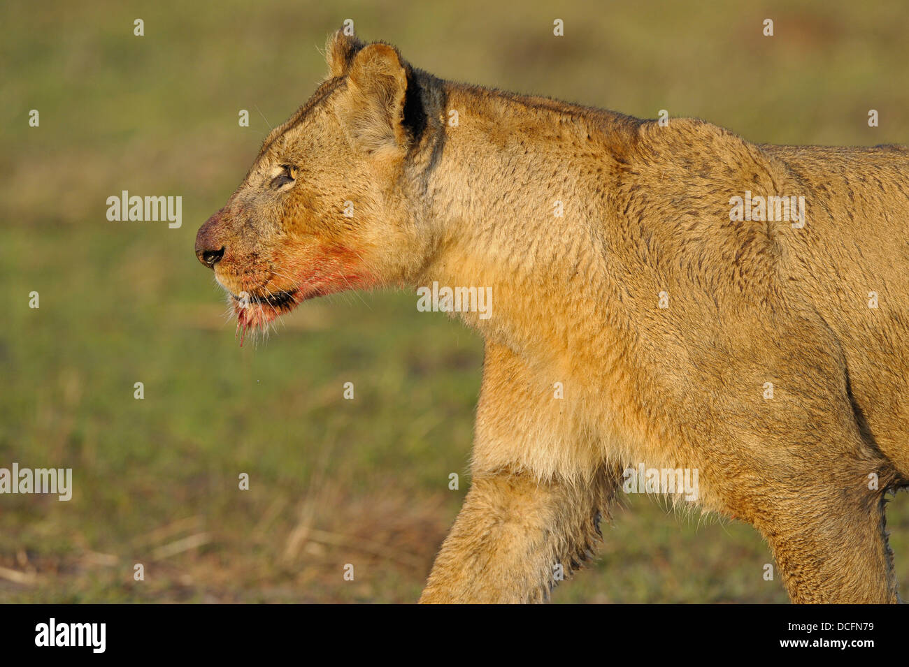 Lioness after hunting Stock Photo - Alamy