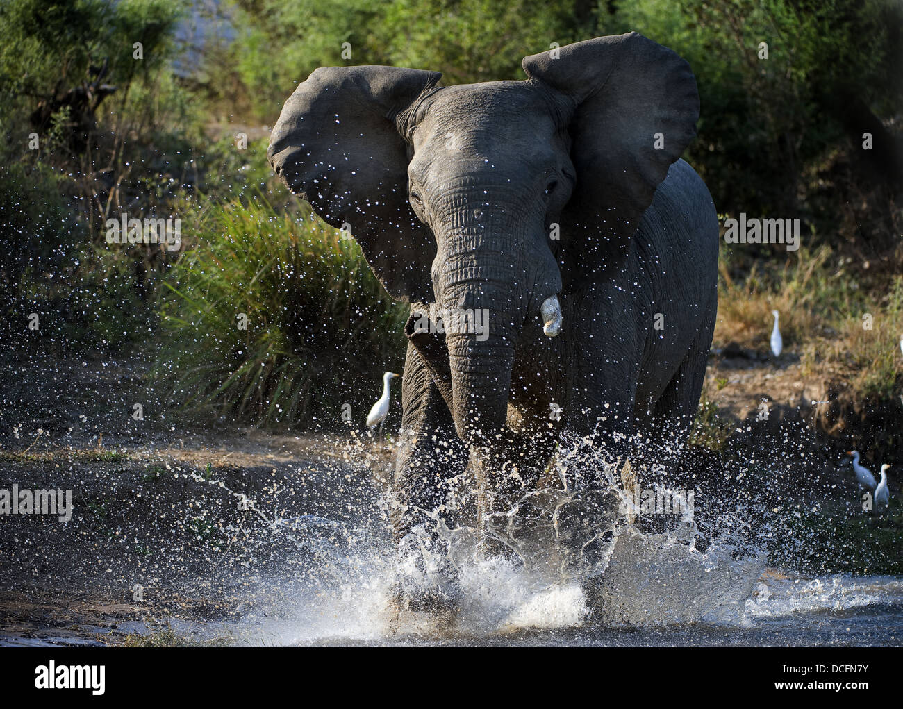 Wild anger hi-res stock photography and images - Alamy