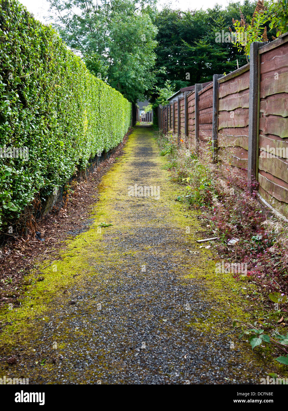 Privet hedge hi-res stock photography and images - Alamy