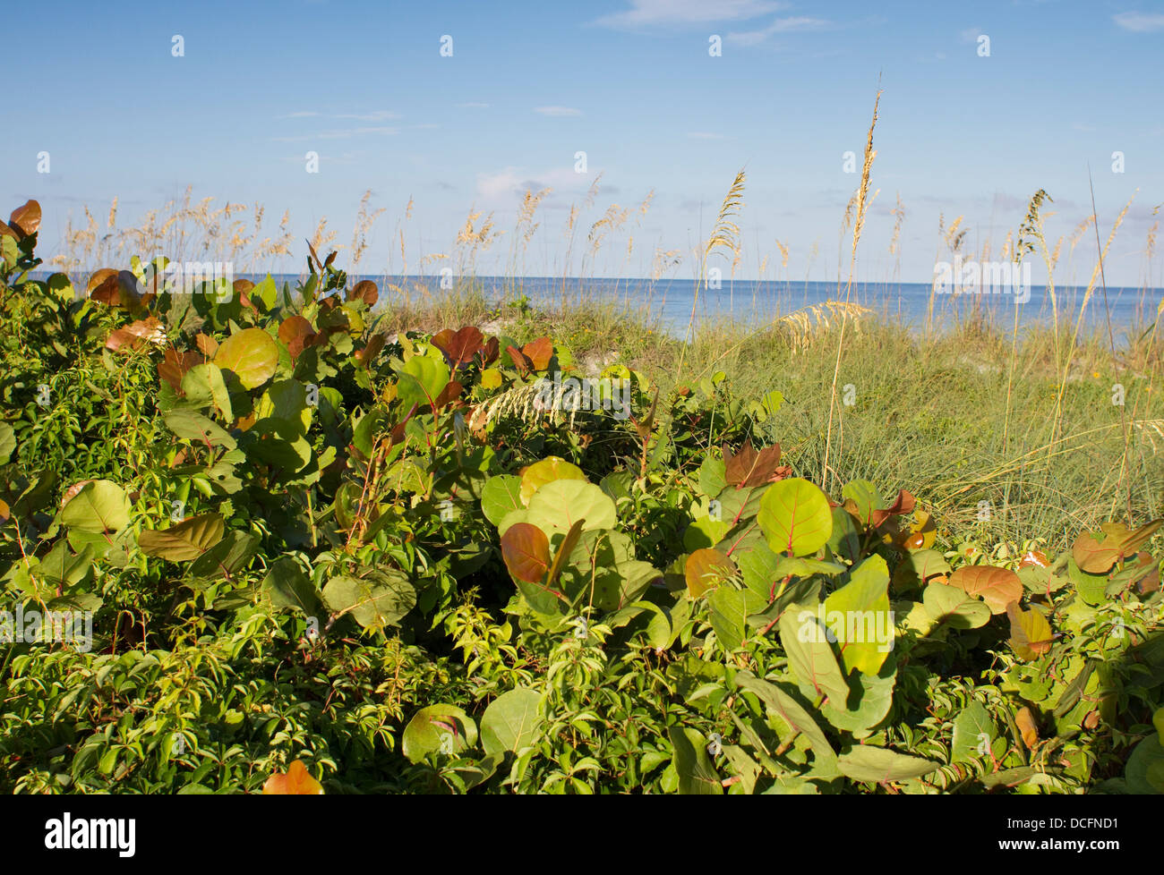 tropical beach in Florida Stock Photo - Alamy
