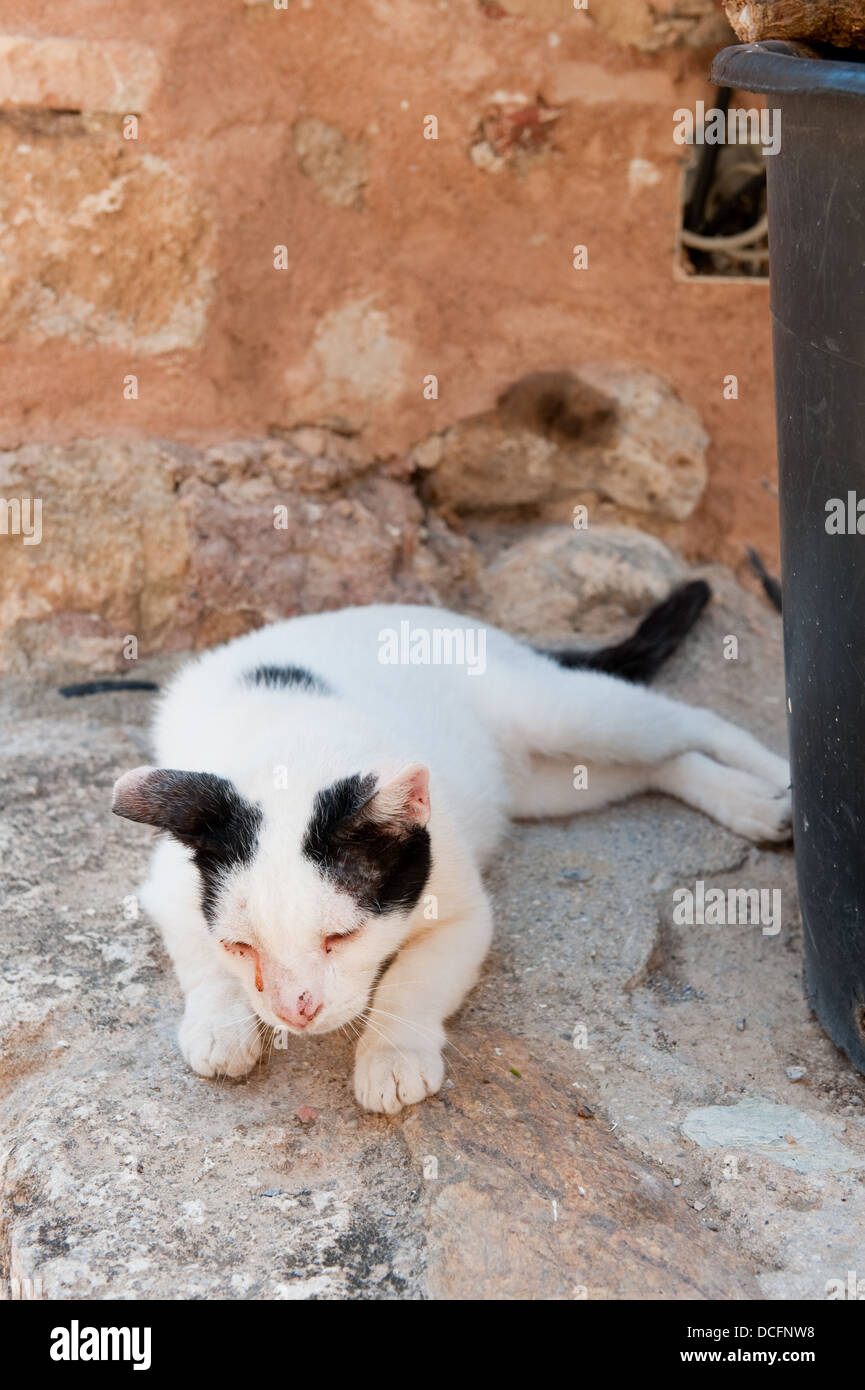 Greek stray cat Stock Photo - Alamy