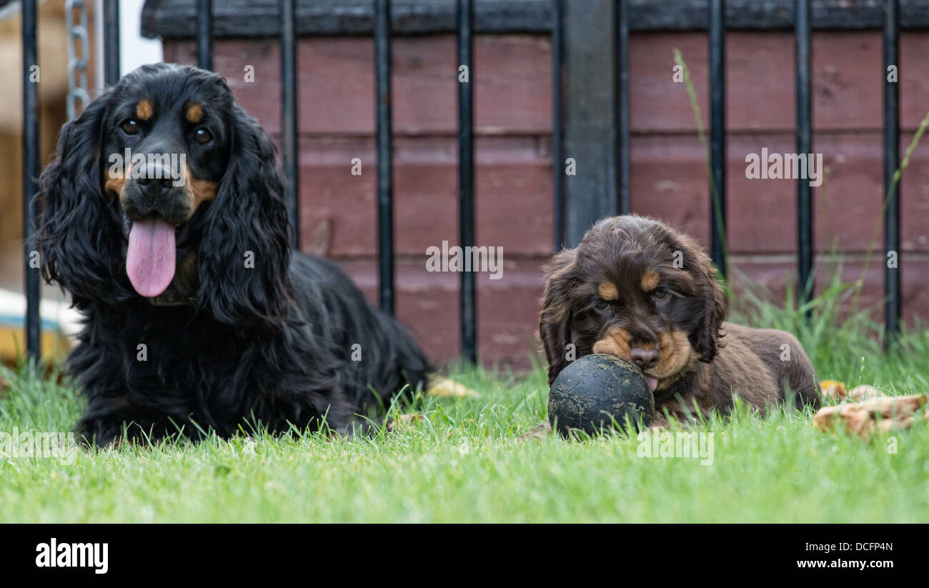 Chocolate Cocker Spaniel High Resolution Stock Photography and Images ...