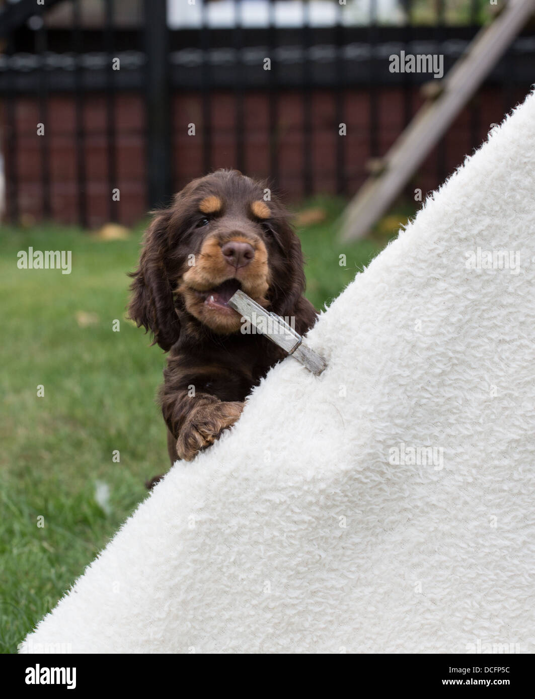 Cocker Spaniel Puppy High Resolution Stock Photography and Images - Alamy