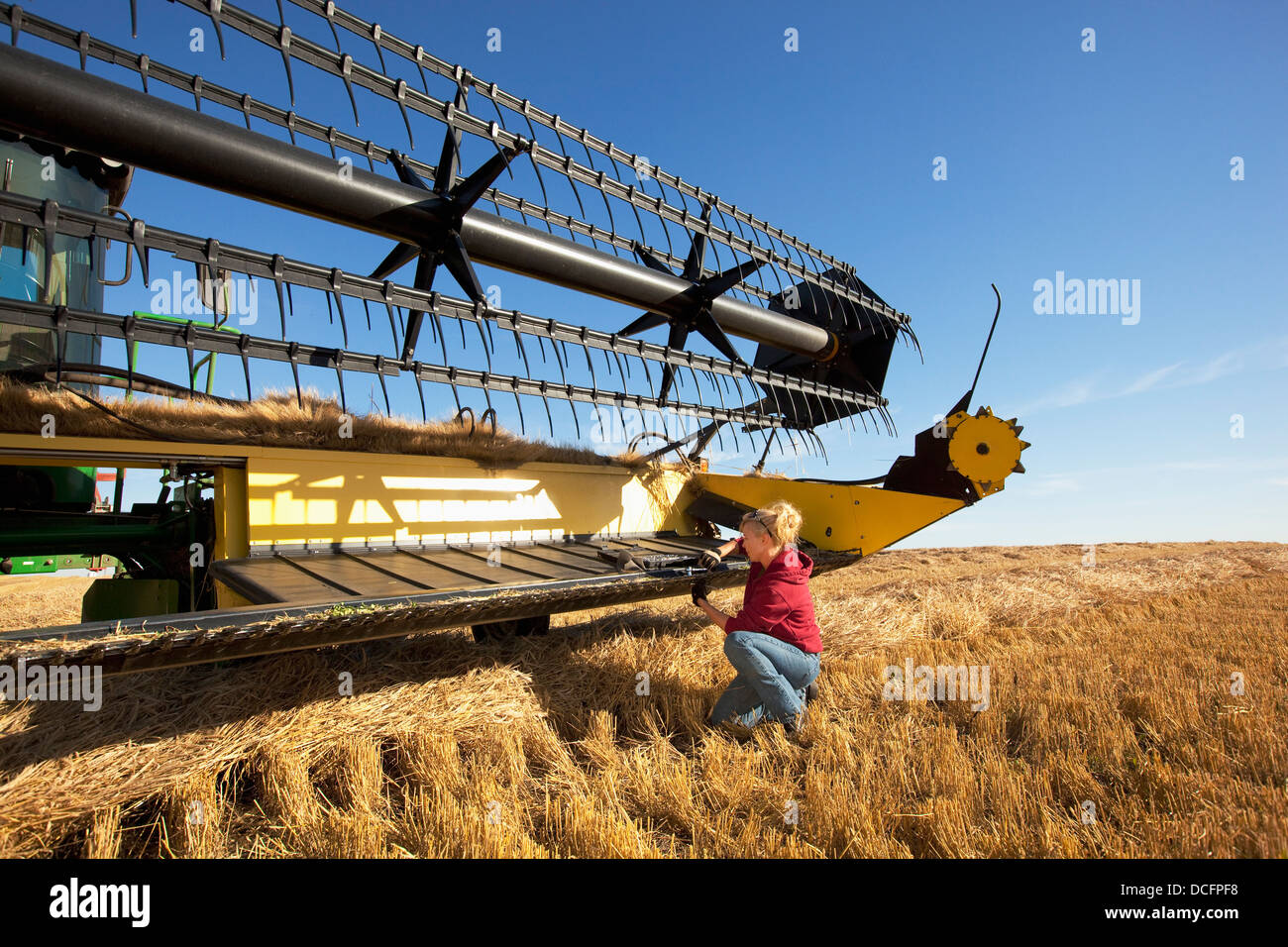 A Woman Works On A Combine In A Wheat Field; Three Hills, Alberta ...