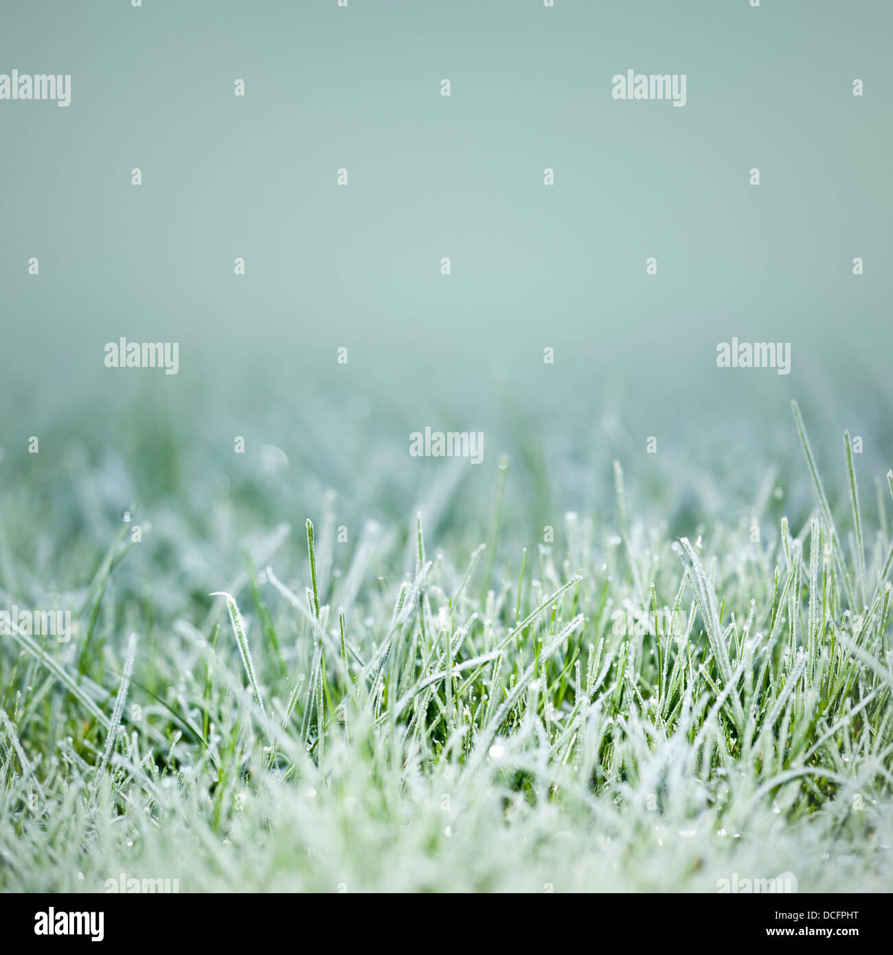 grass on ice Stock Photo - Alamy
