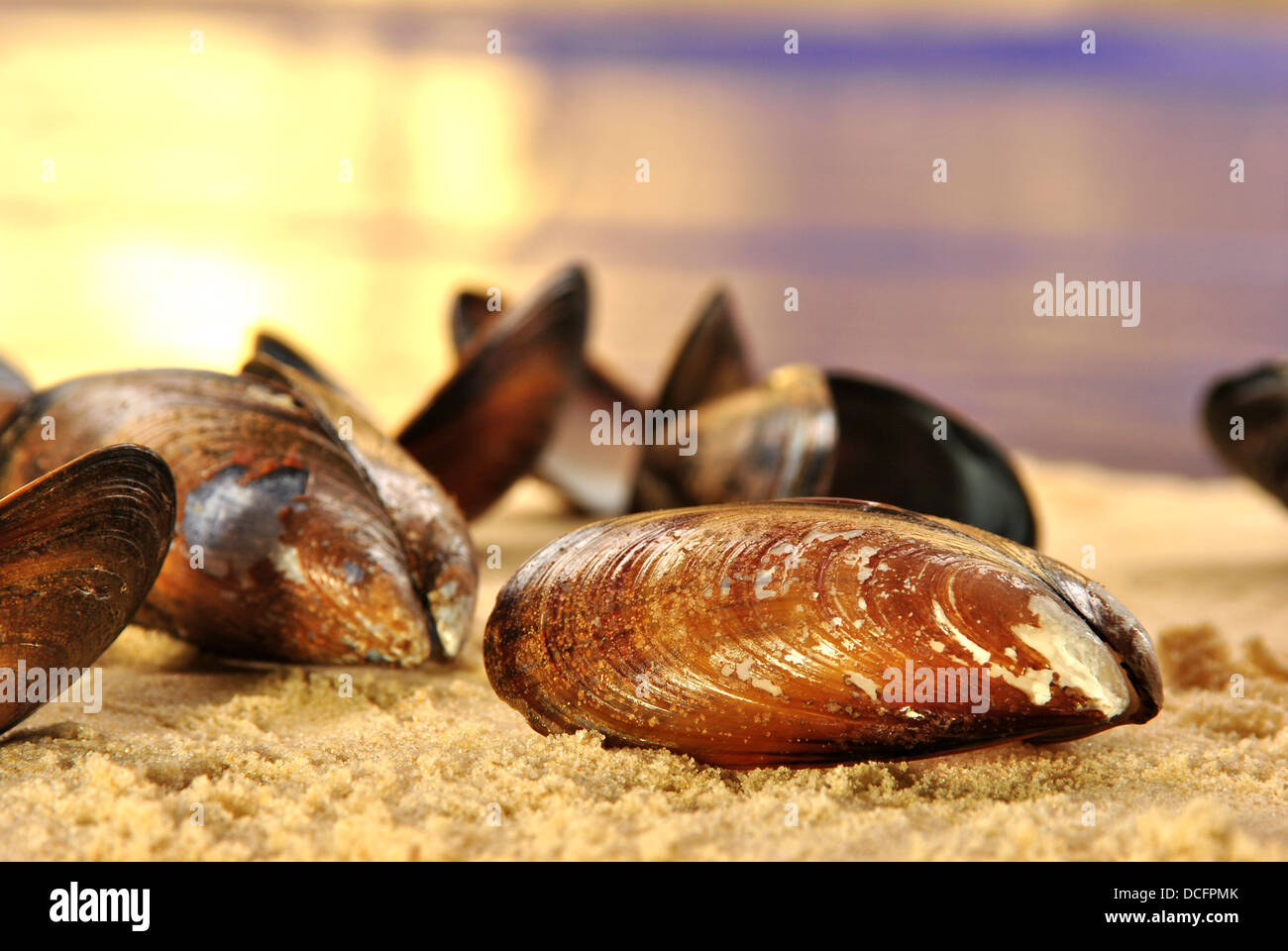 some open mussel on a sandy beach Stock Photo - Alamy