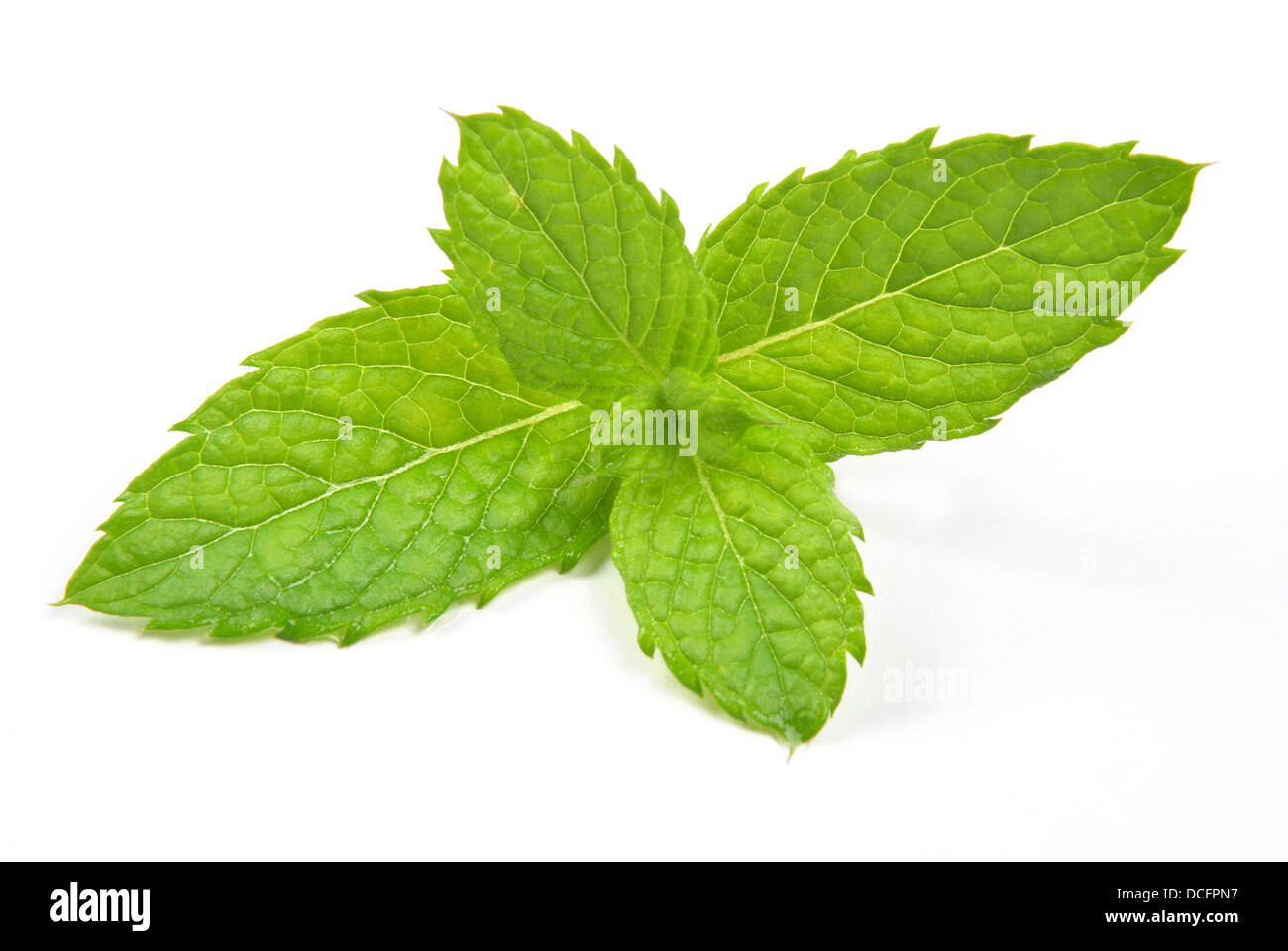 some fresh organic peppermint from the garden Stock Photo - Alamy
