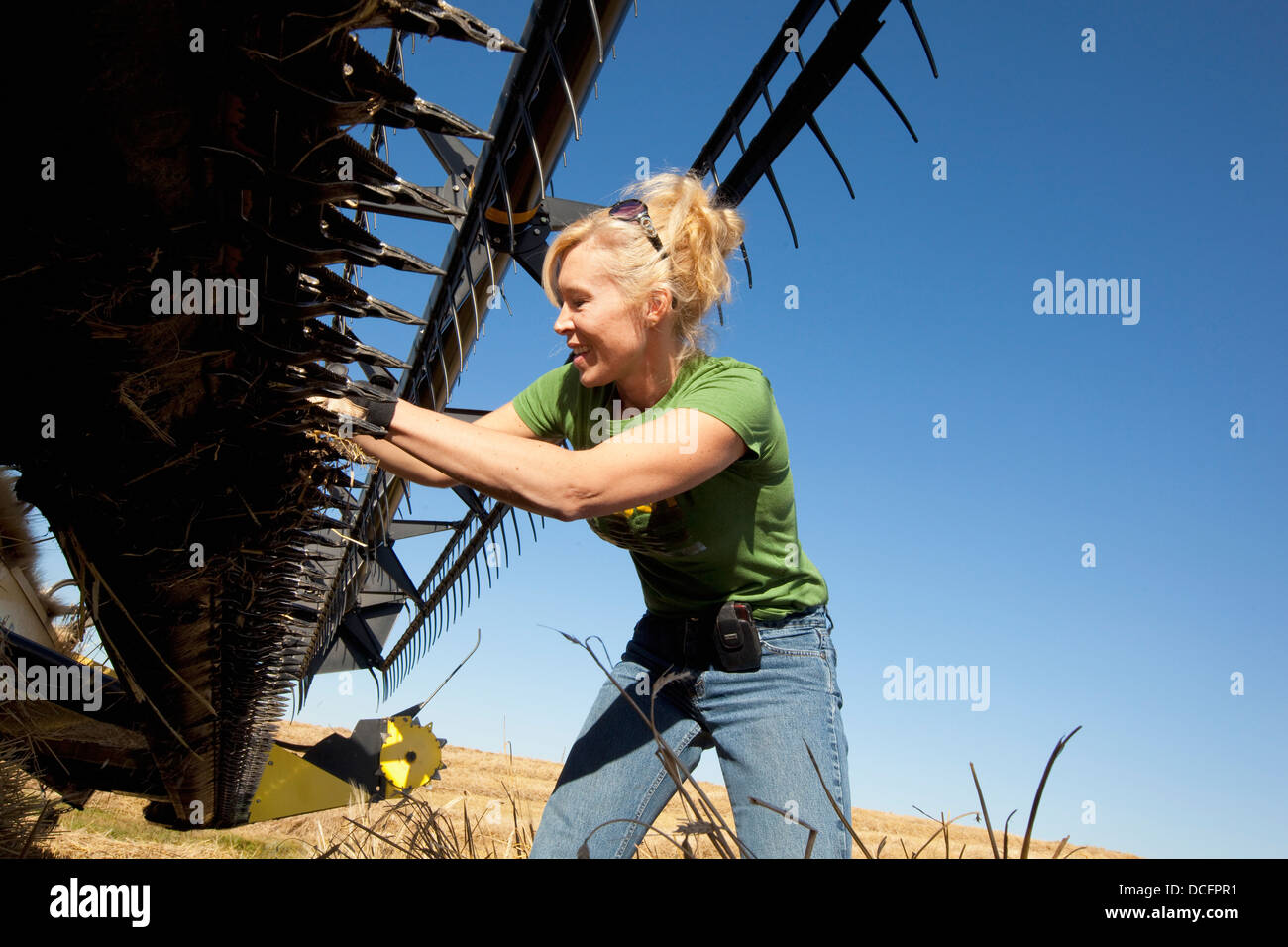 A Woman Works On A Combine In A Wheat Field; Three Hills, Alberta ...