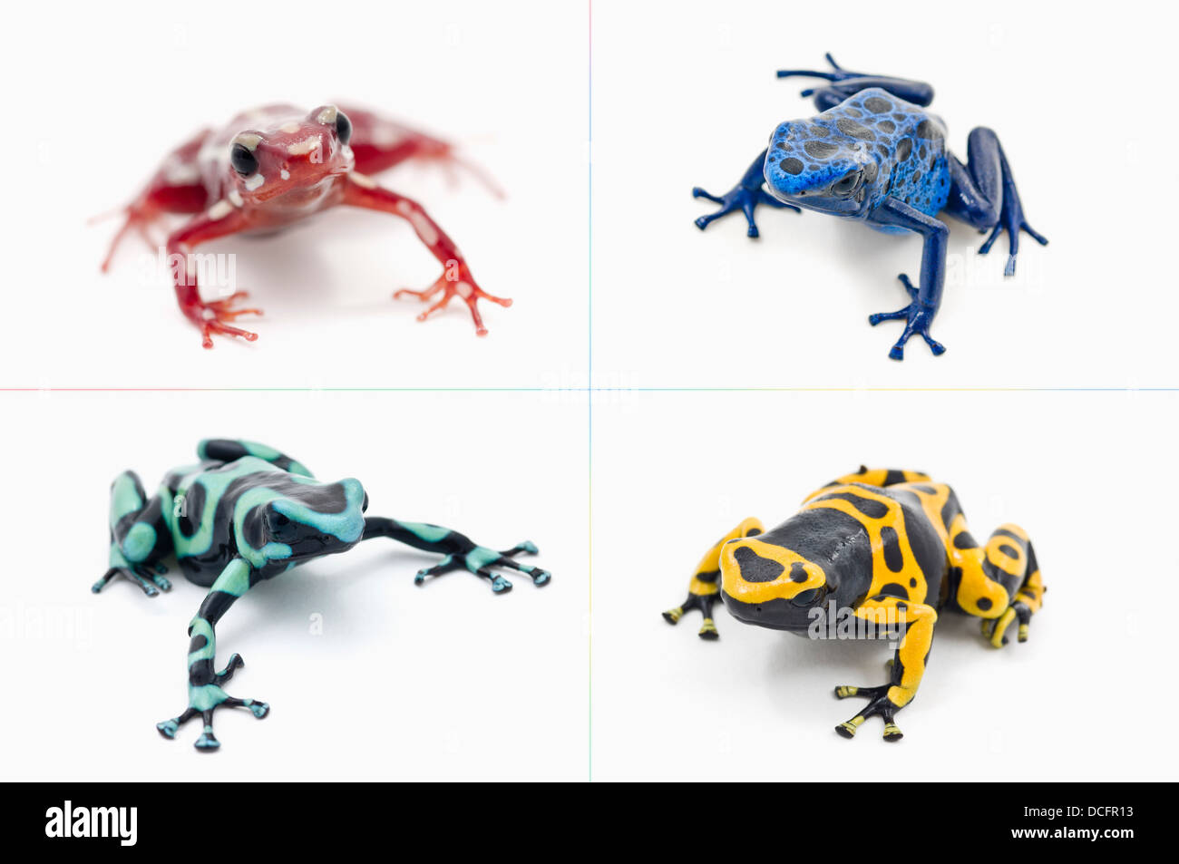 Small Group Of Varied And Colorful Poison Dart Frogs Stock Photo - Alamy