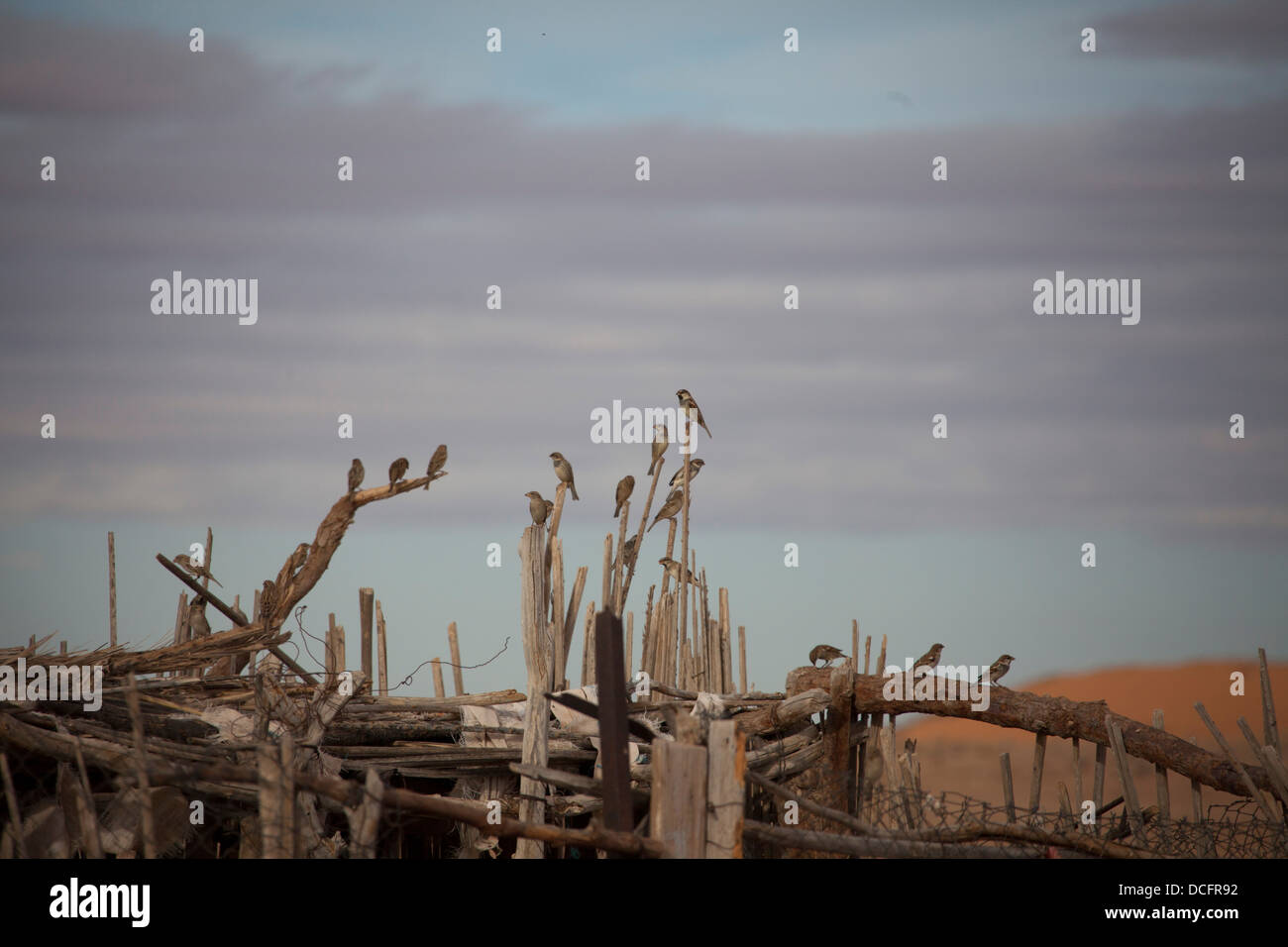 Sahara bird hi-res stock photography and images - Alamy