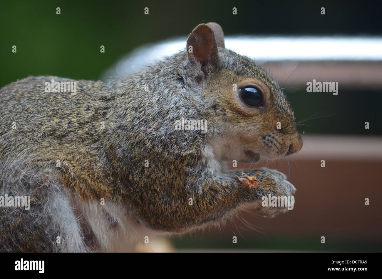 Grey Squirrel eating nuts on a table Stock Photo - Alamy