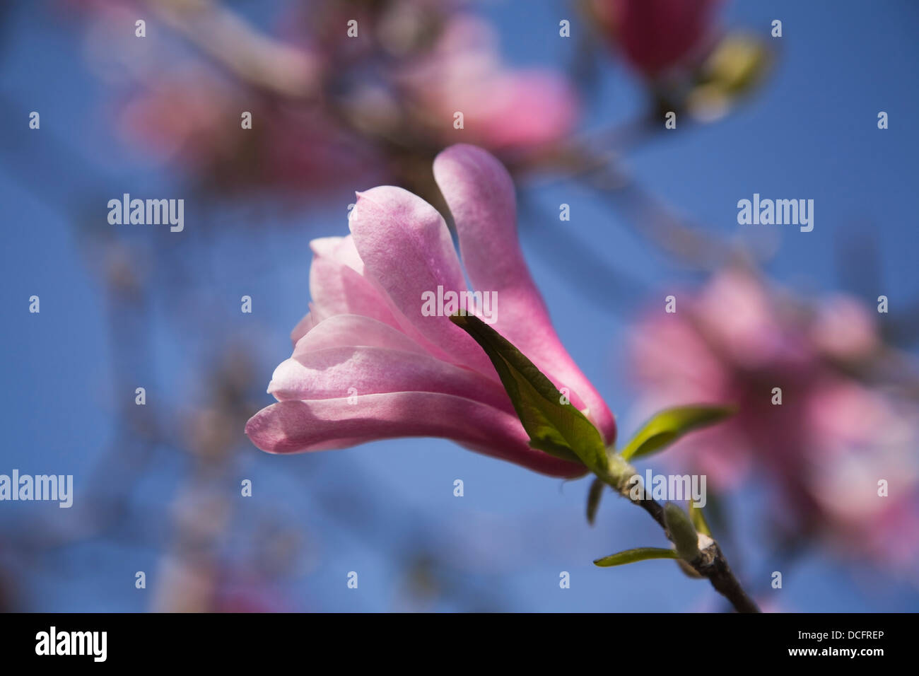 Montreal Quebec Canada Magnolia Tree High Resolution Stock Photography ...