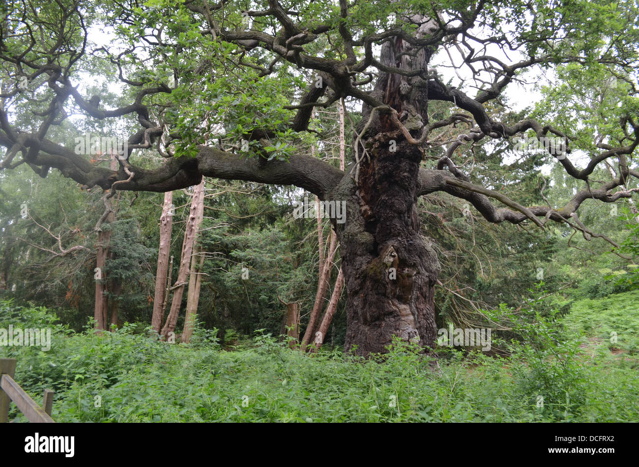 Major Oak, Sherwood Forest, Nottinghamshire Stock Photo - Alamy