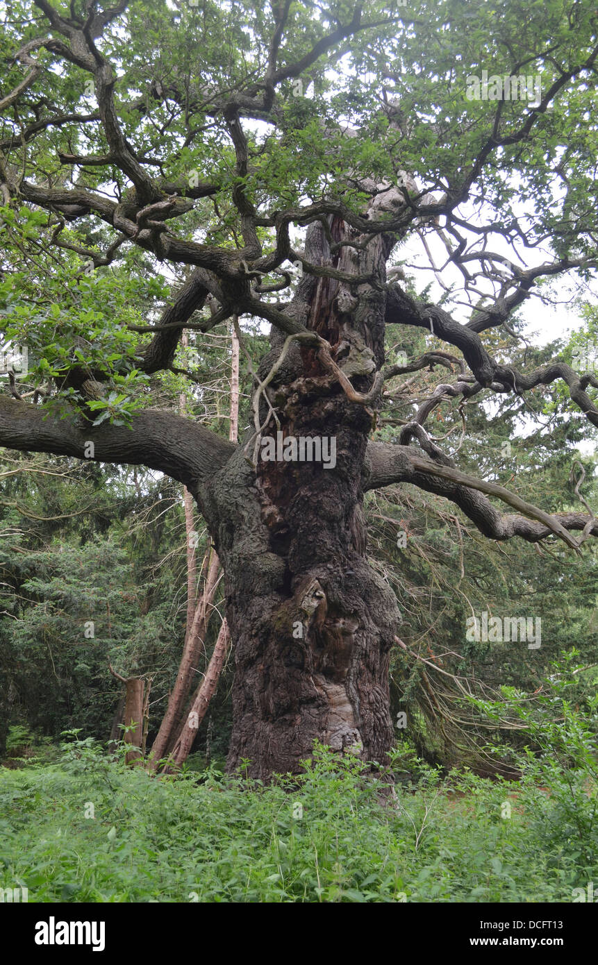 Major Oak, Sherwood Forest, Nottinghamshire Stock Photo - Alamy