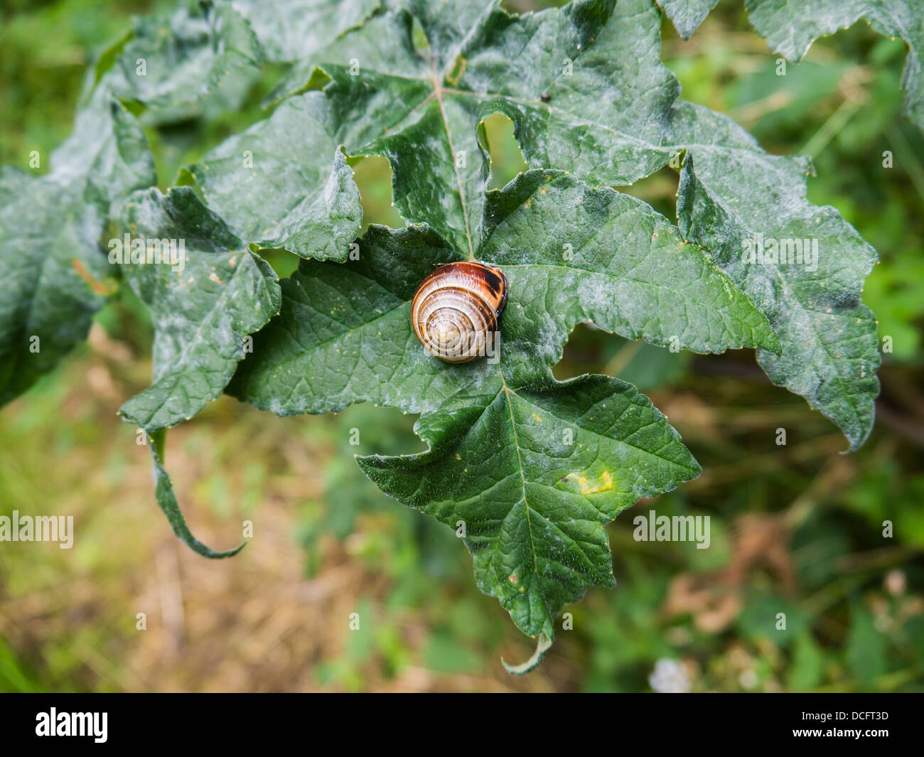 Garden Snails Leaves High Resolution Stock Photography and Images - Alamy