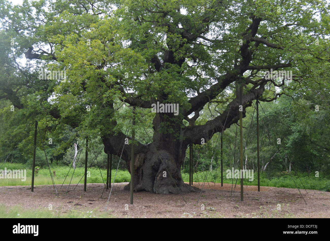 Major Oak, Sherwood Forest, Nottinghamshire Stock Photo - Alamy