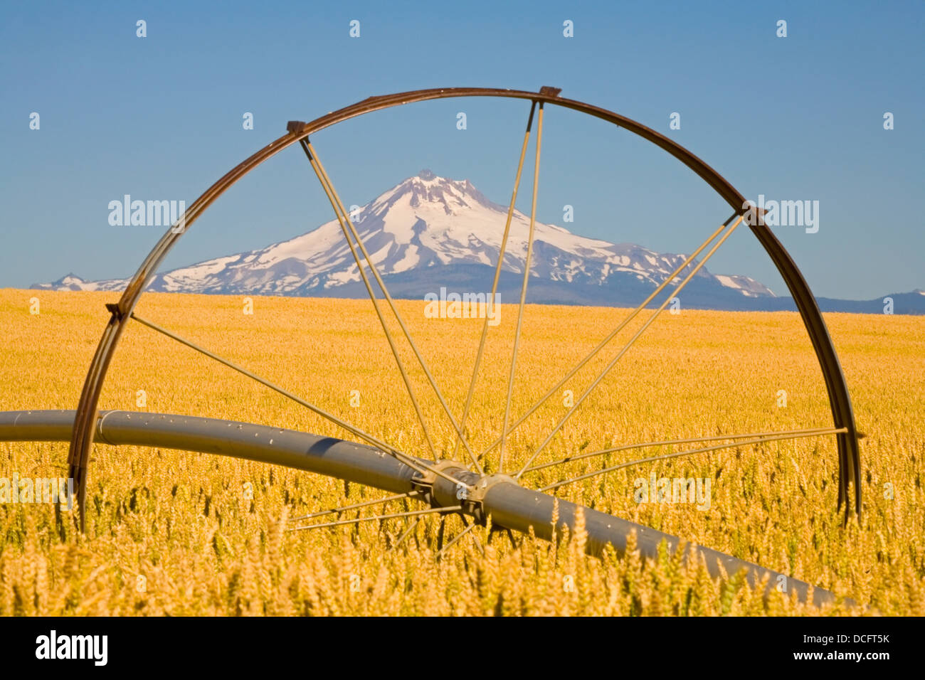 Irrigation Pipe In Wheat Field With Mount Hood In Background; Oregon ...