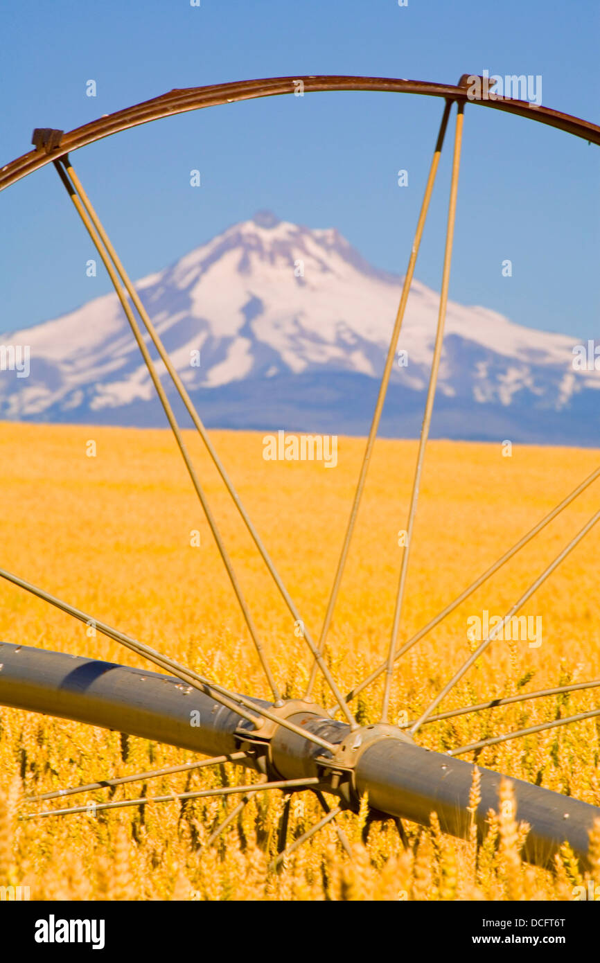 Irrigation Pipe In Wheat Field With Mount Hood In Background; Oregon ...