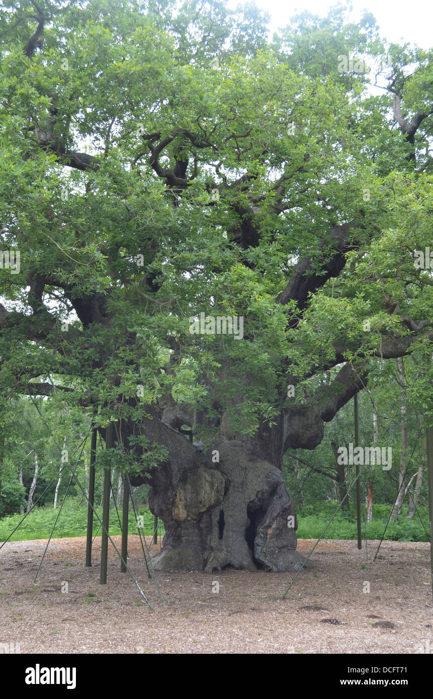 Major Oak, Sherwood Forest, Nottinghamshire Stock Photo - Alamy