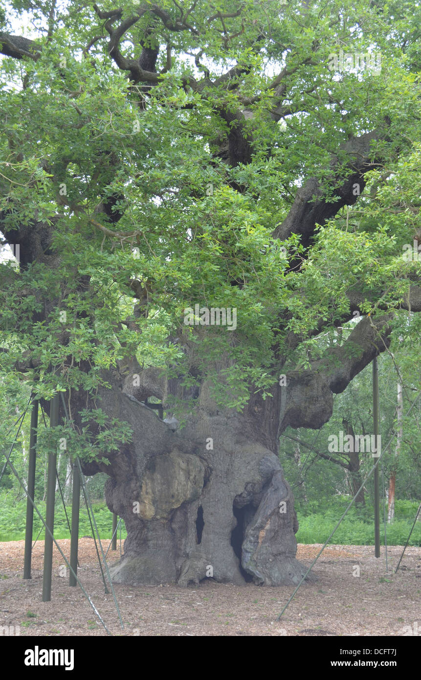 Major Oak, Sherwood Forest, Nottinghamshire Stock Photo - Alamy
