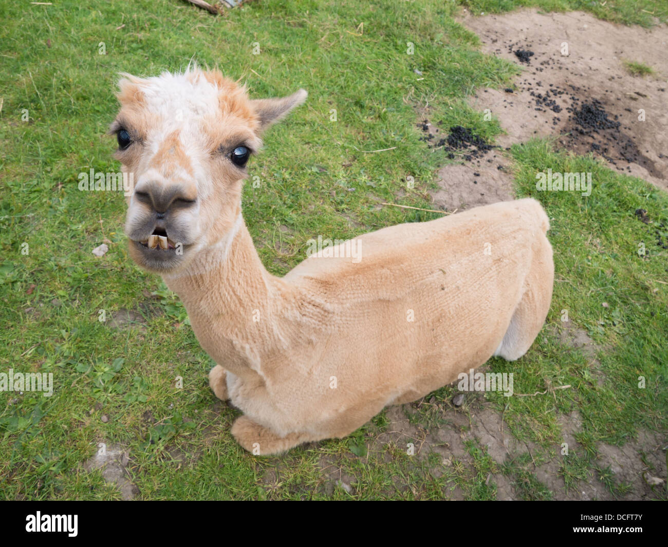 Llama in a kids zoo Stock Photo - Alamy