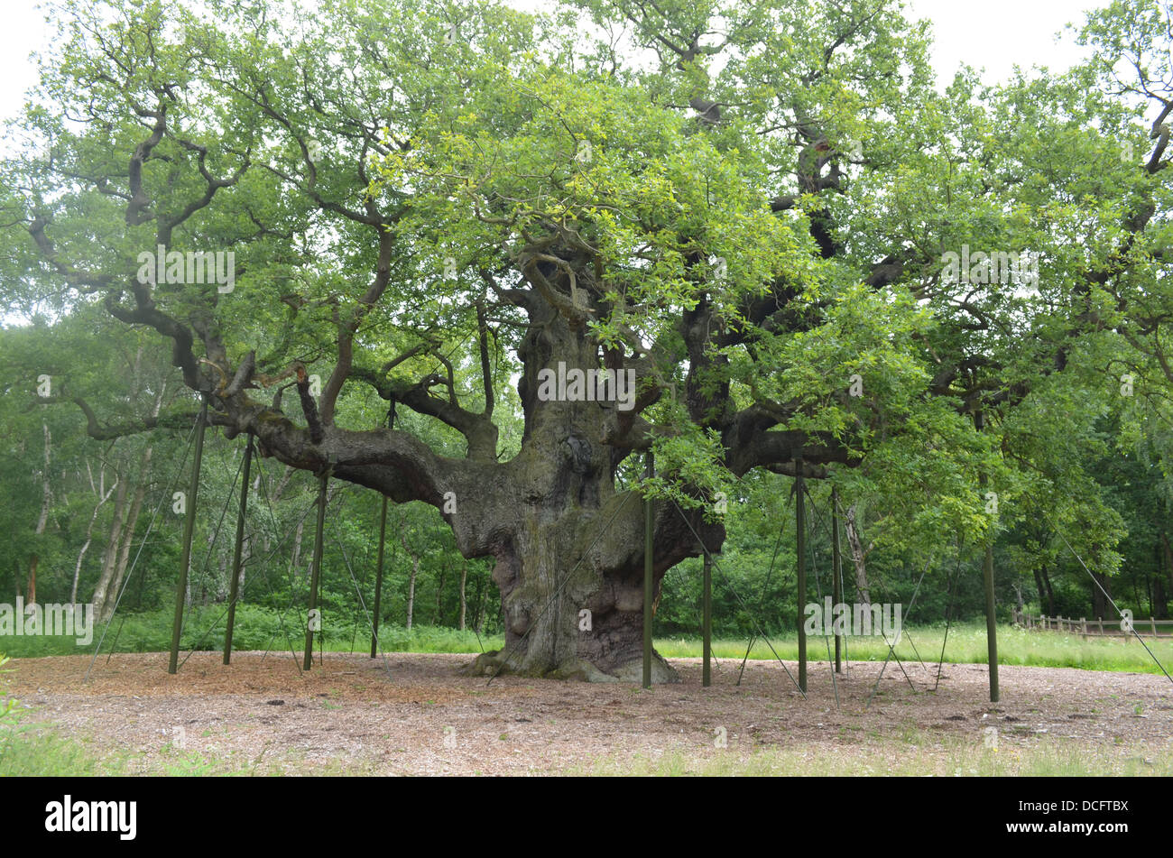 Major oak leaf hi-res stock photography and images - Alamy