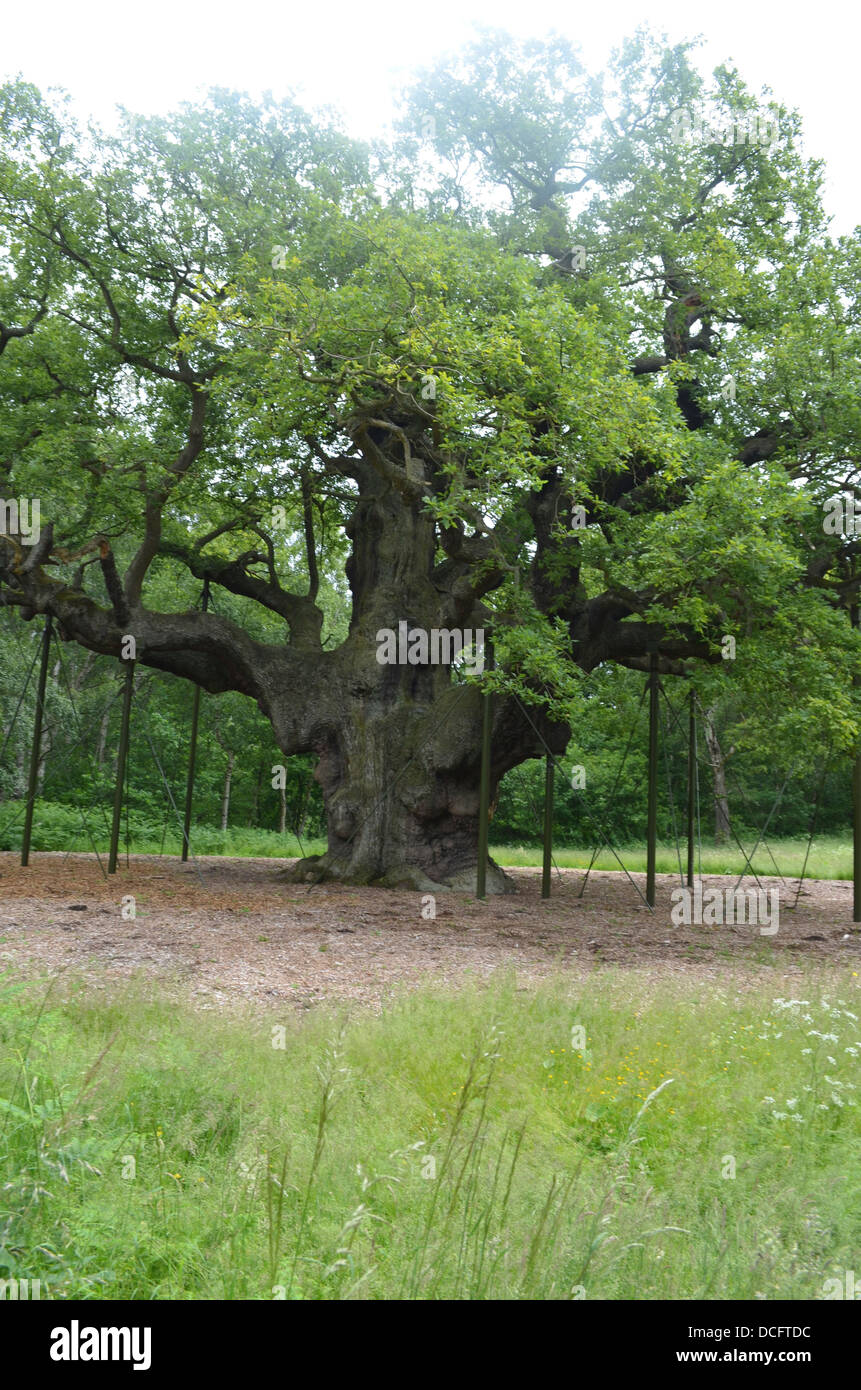 Great oak sherwood forest hi-res stock photography and images - Alamy