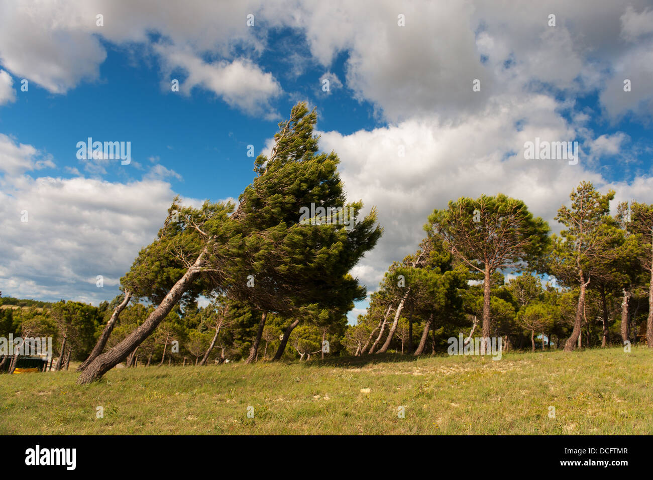 Windy weather trees hi-res stock photography and images - Alamy