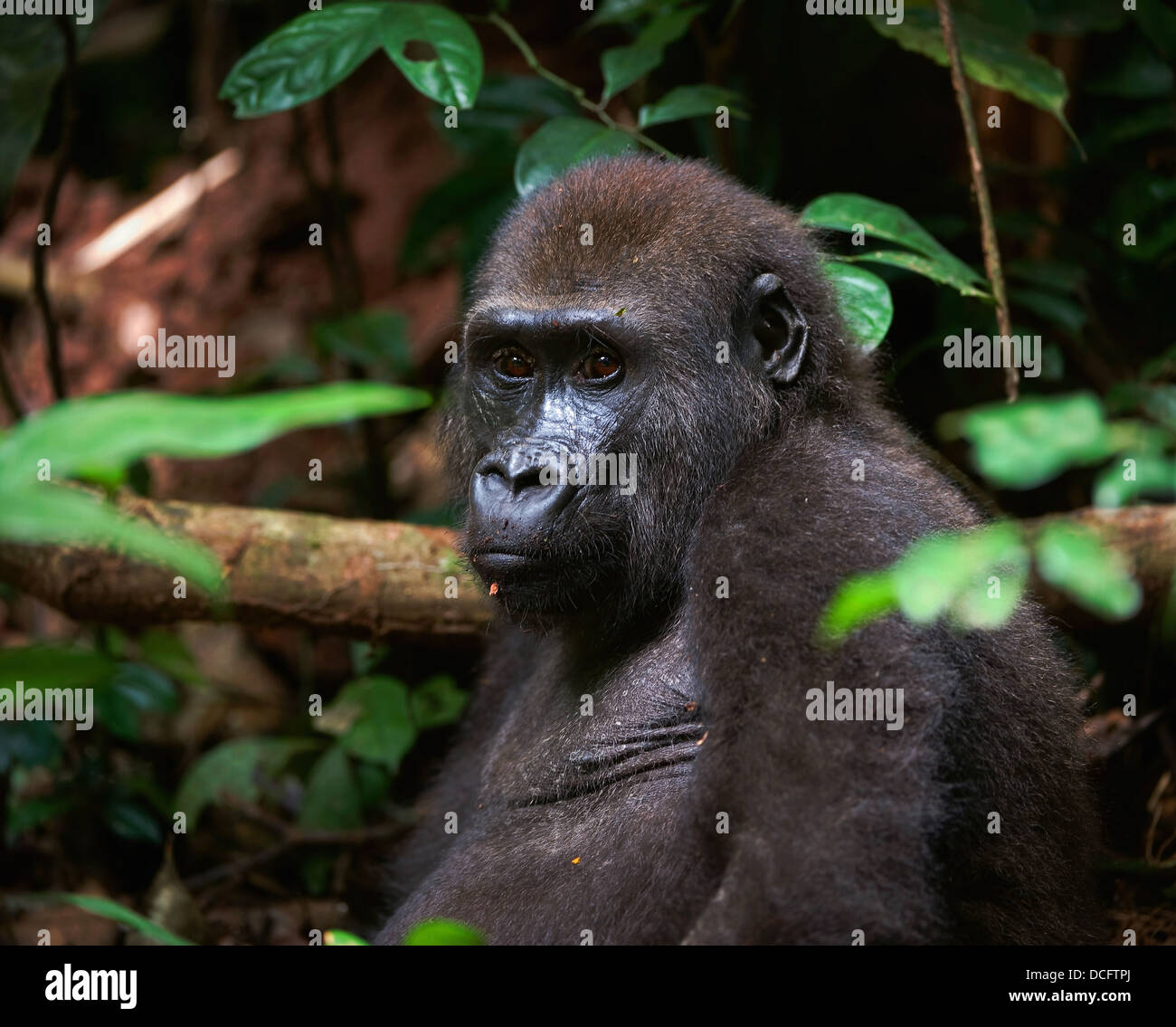 Portrait of Western Lowland Gorilla Stock Photo - Alamy