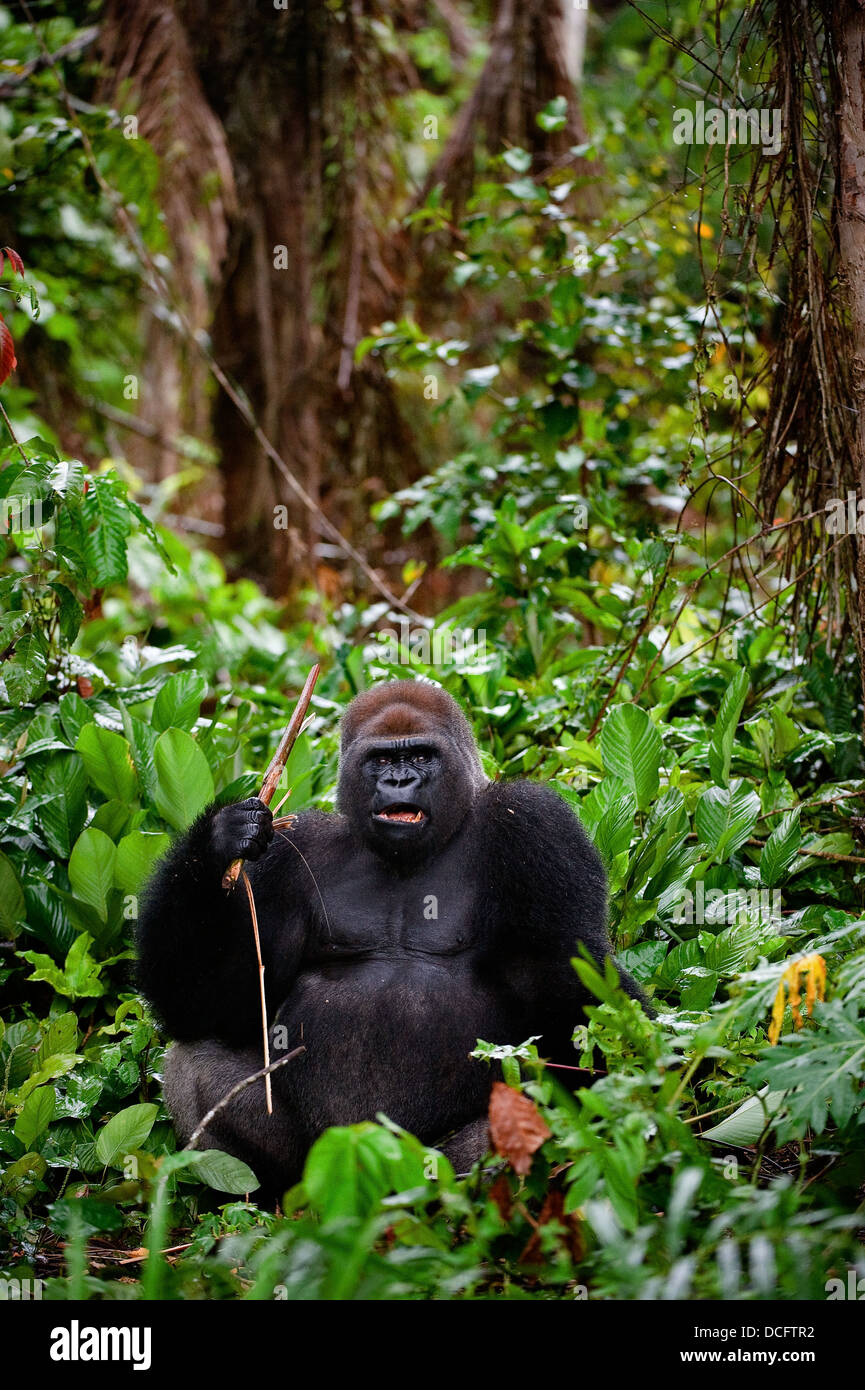 Portrait of male Western Lowland Gorilla Stock Photo - Alamy