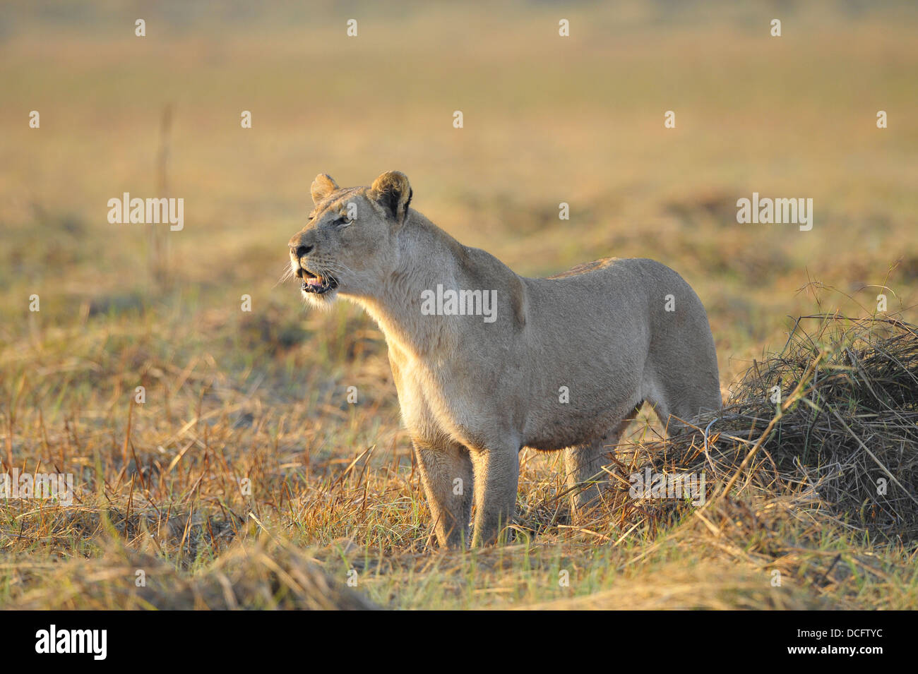 Lioness animal hi-res stock photography and images - Alamy