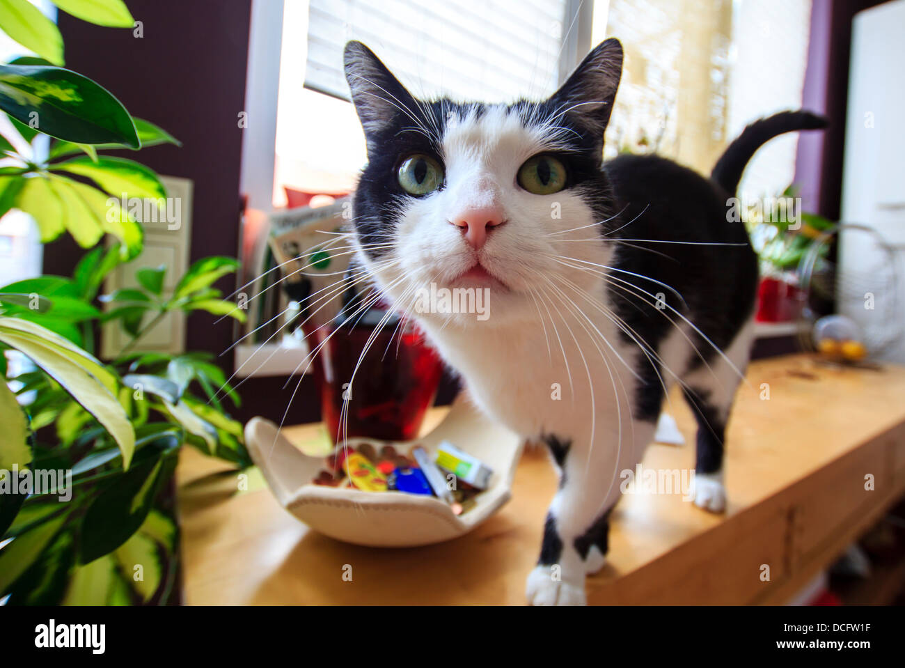 Curious funny tabby cat, wide-angle lens Stock Photo - Alamy