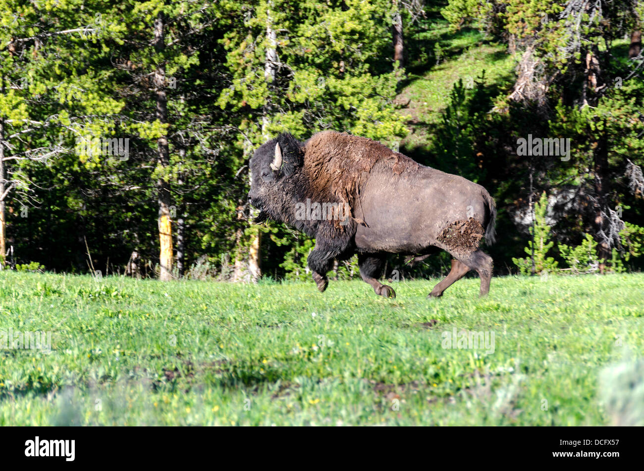bison running in Yellowstone National Park Stock Photo - Alamy