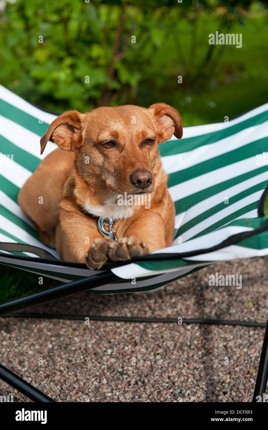 Dog vertical hi-res stock photography and images - Alamy