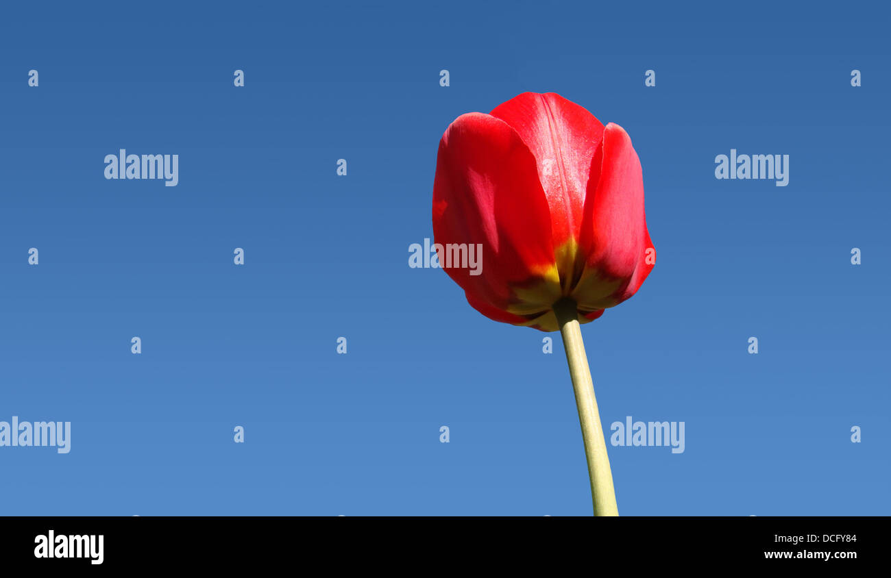 Close-up and worm eye view of a red tulip and blue sky Stock Photo - Alamy
