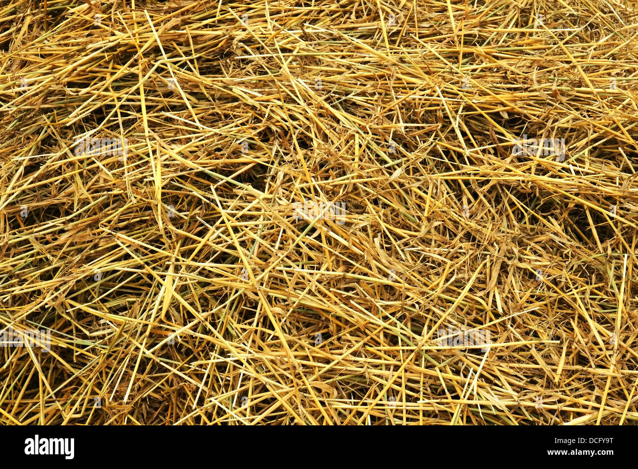 Freshly cut hay Stock Photo - Alamy