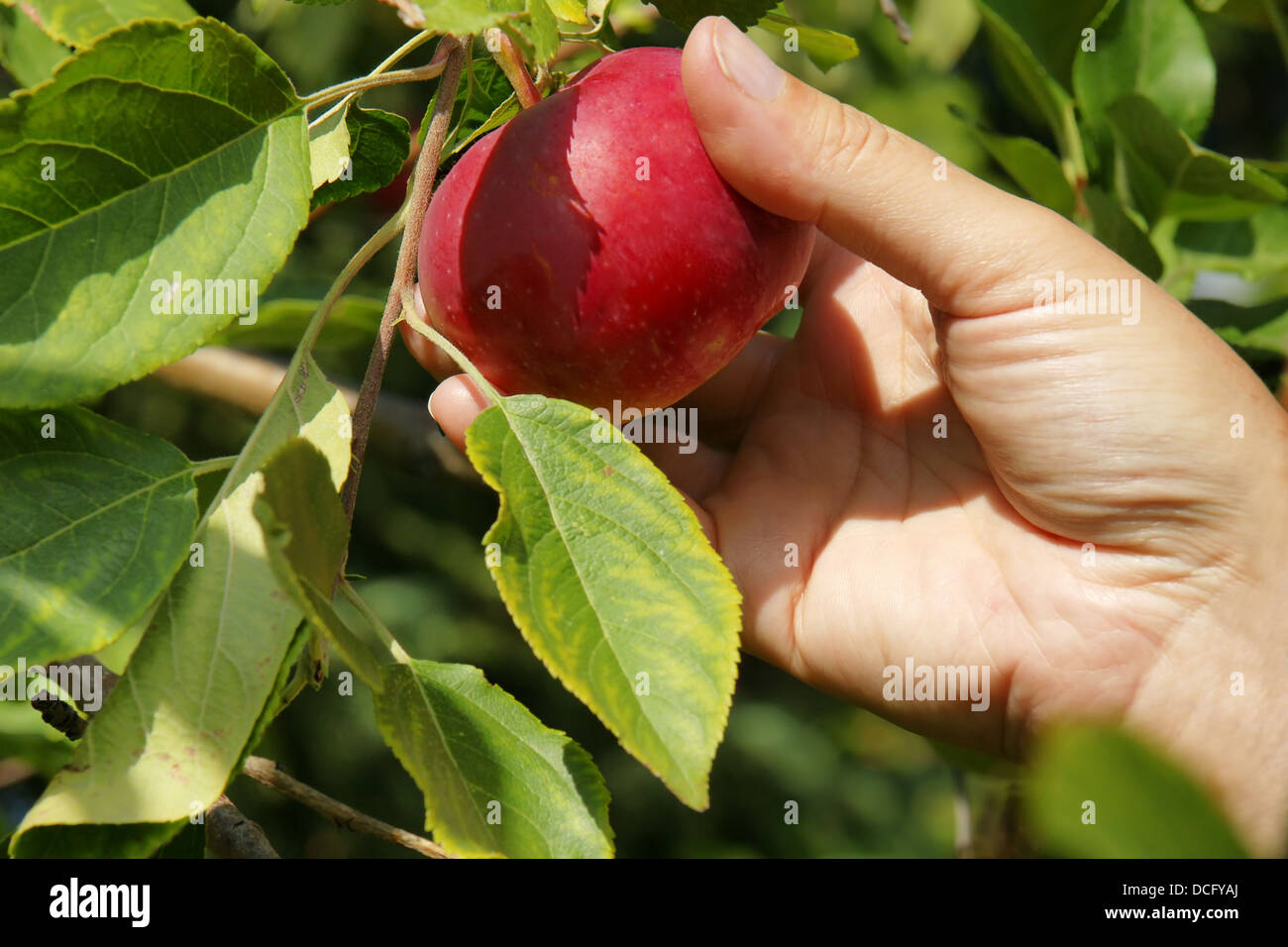 Hand picking apple in a tree Stock Photo - Alamy