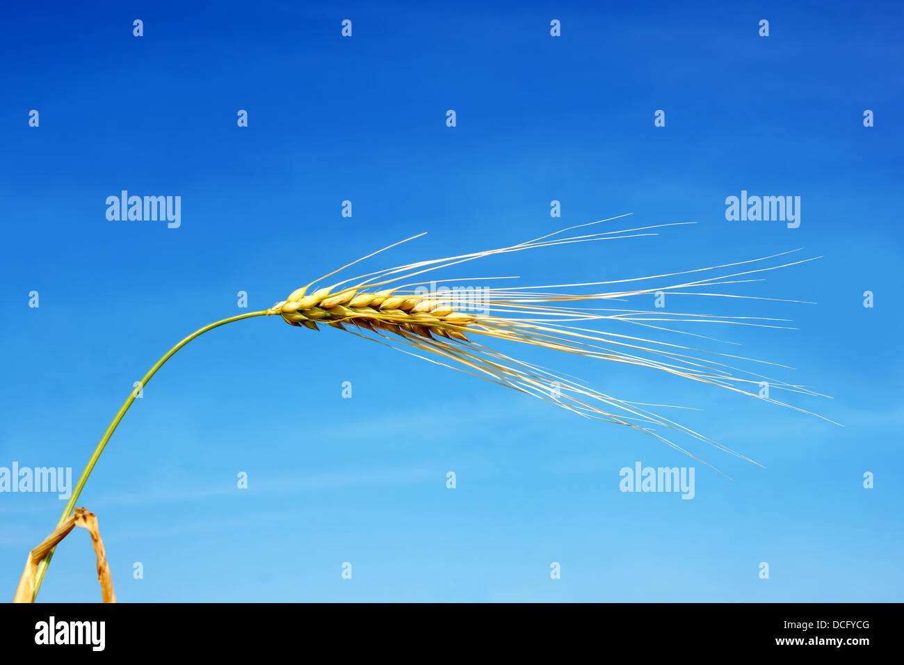 One barley strand Stock Photo - Alamy