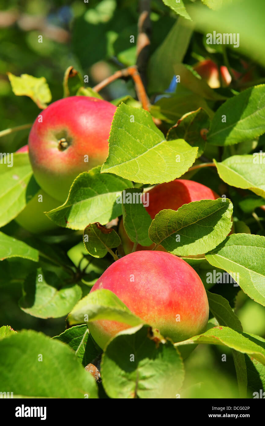 Apples twig tree close hi-res stock photography and images - Alamy