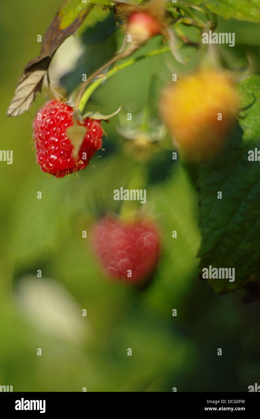 Raspberry garden hi-res stock photography and images - Alamy