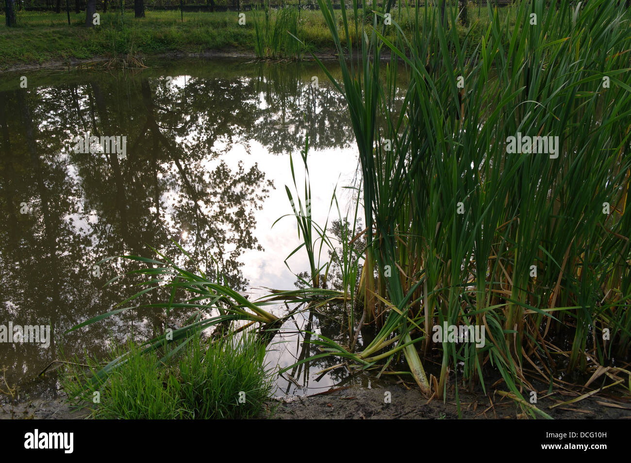 Reed on the pond hi-res stock photography and images - Alamy