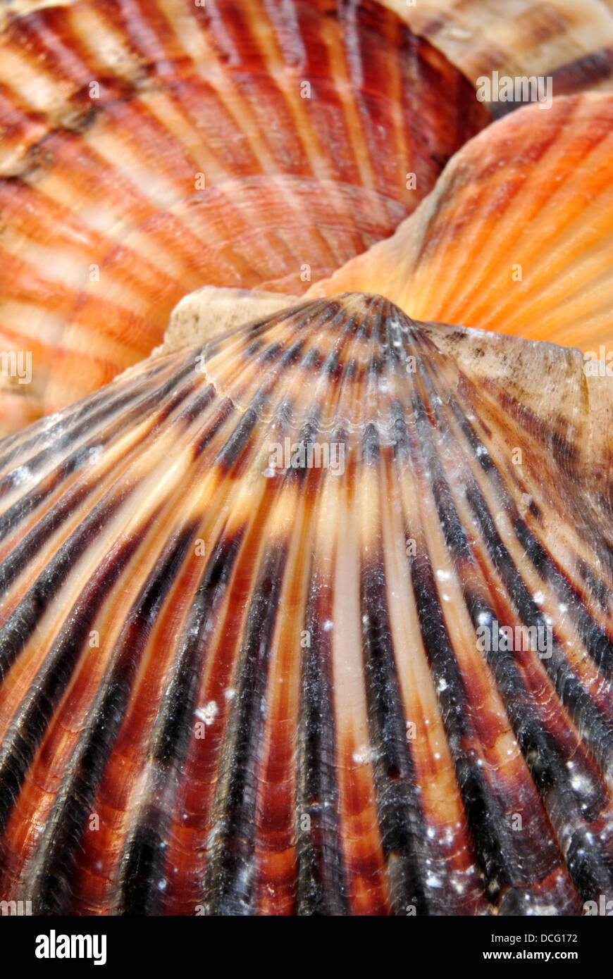 some open scallop shell Stock Photo - Alamy