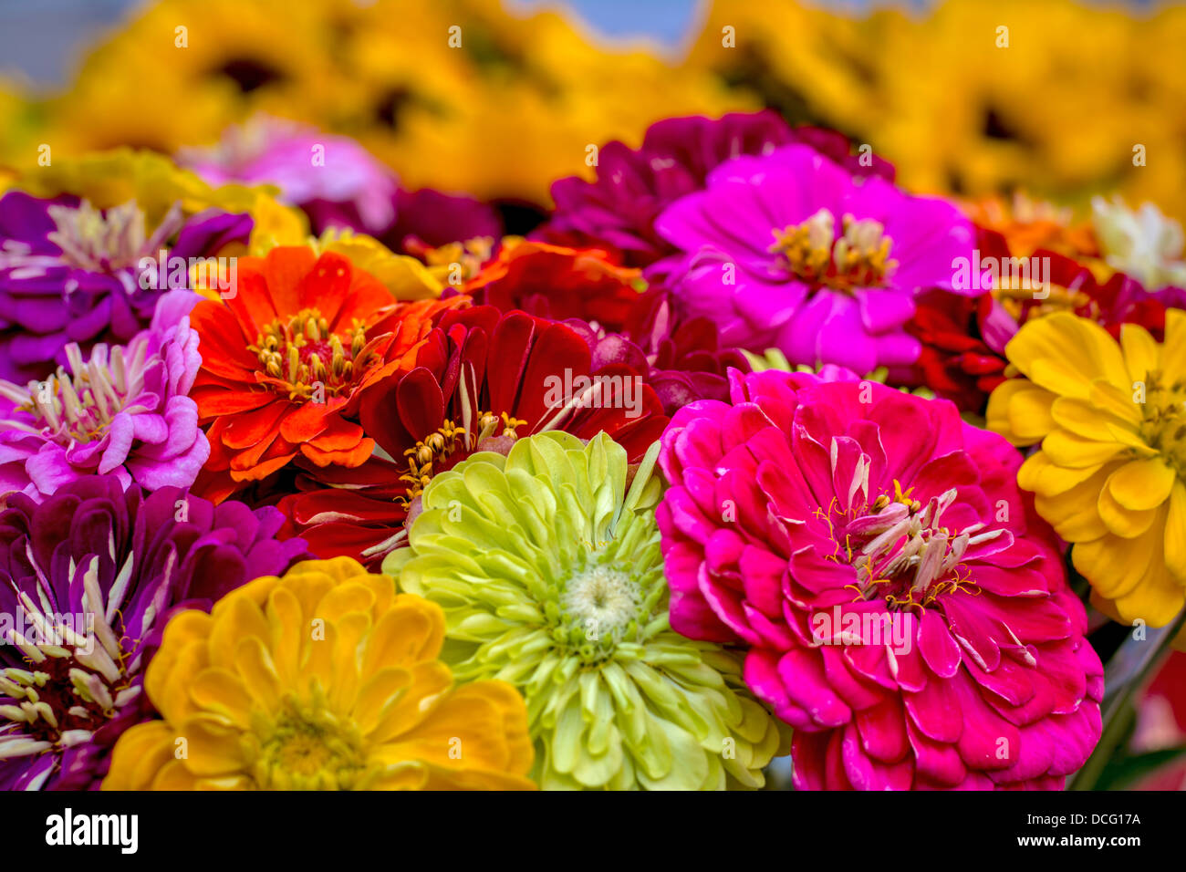 Fresh flowers in full bloom and color Stock Photo - Alamy