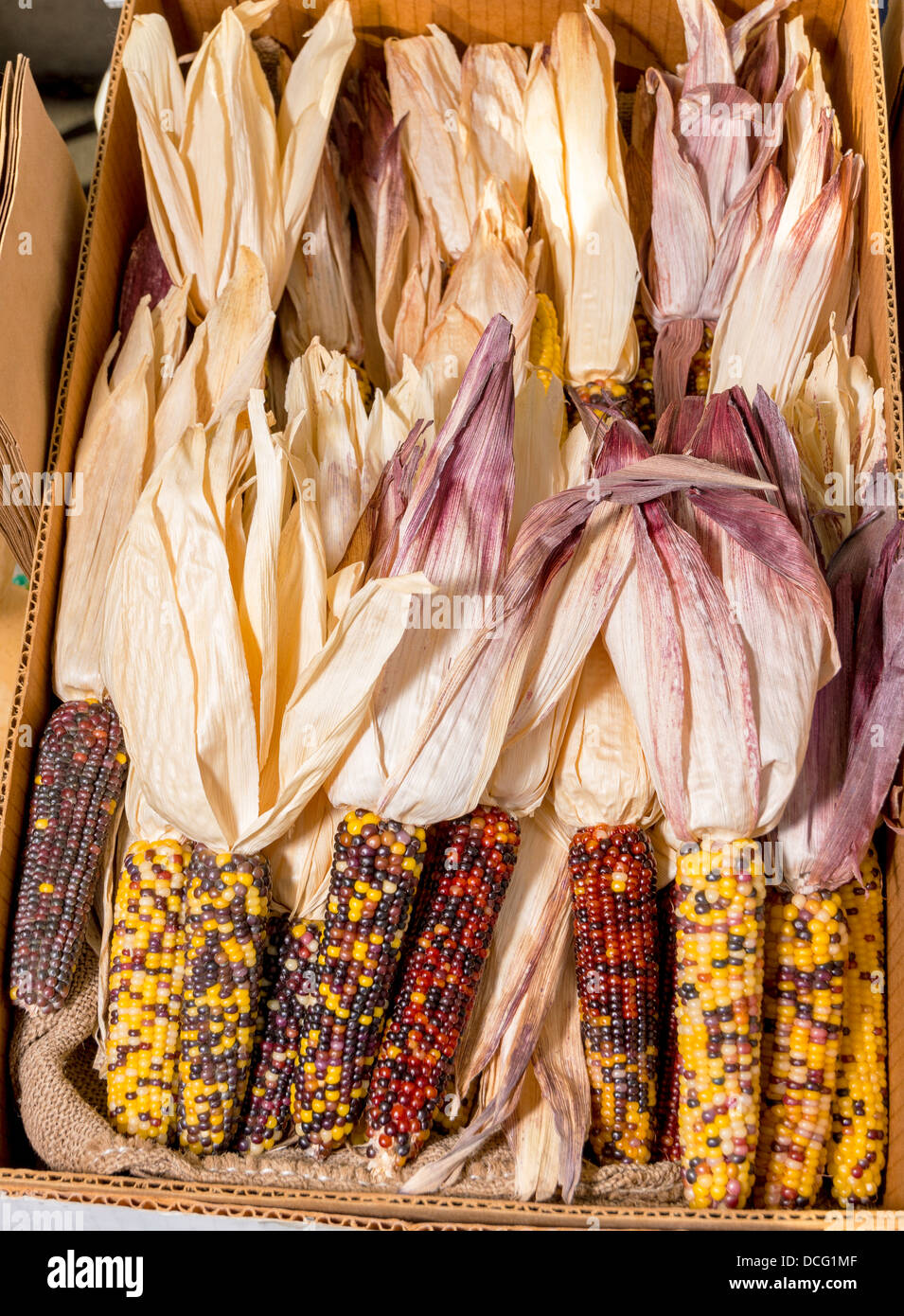 Indian corn on display at a farmers market Stock Photo - Alamy