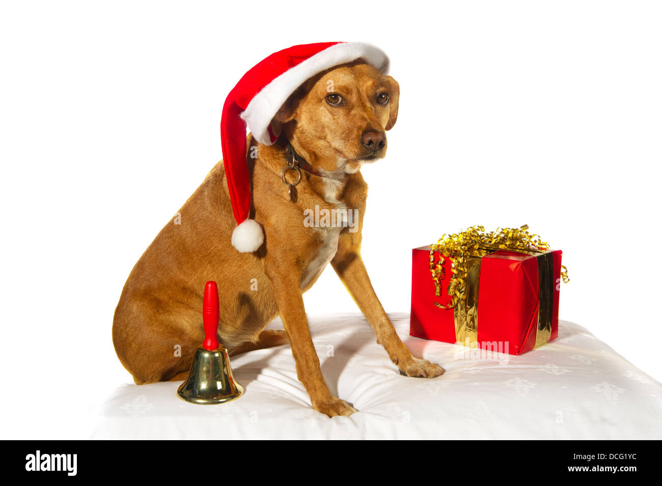 Dog as santa claus hi-res stock photography and images - Alamy