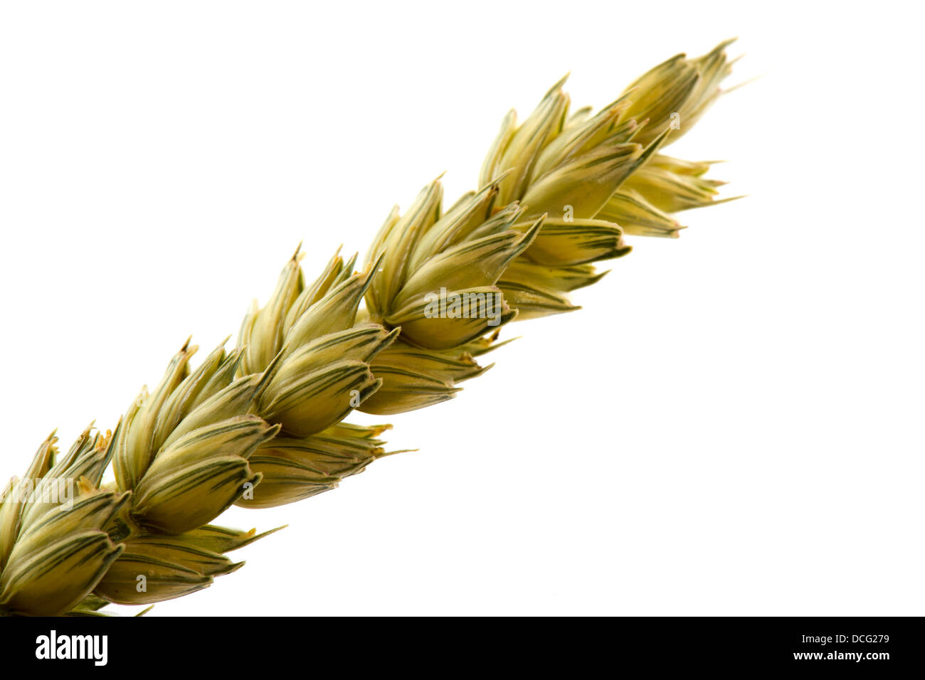 Single Wheat Plant