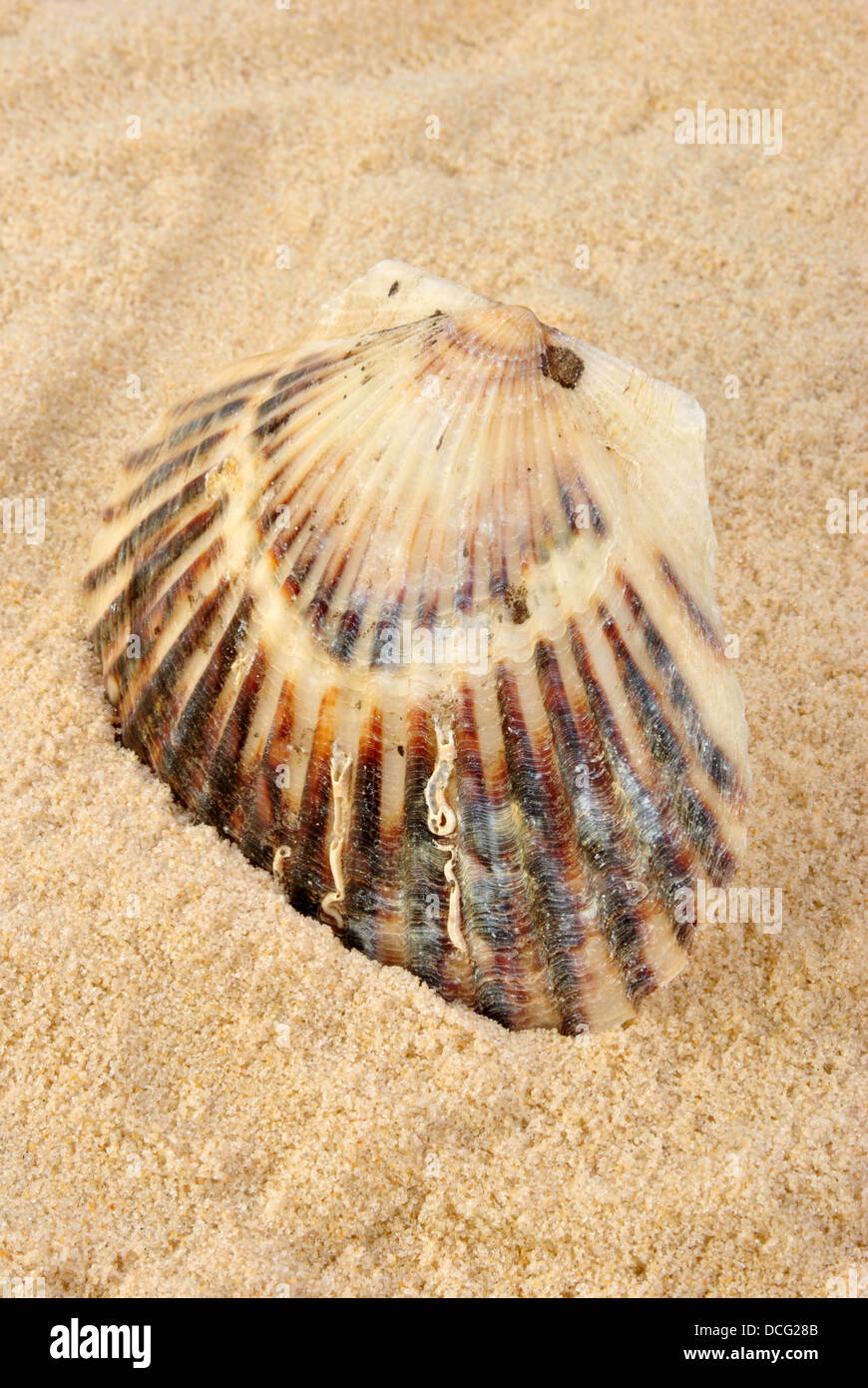 Scallop shell detail hi-res stock photography and images - Alamy